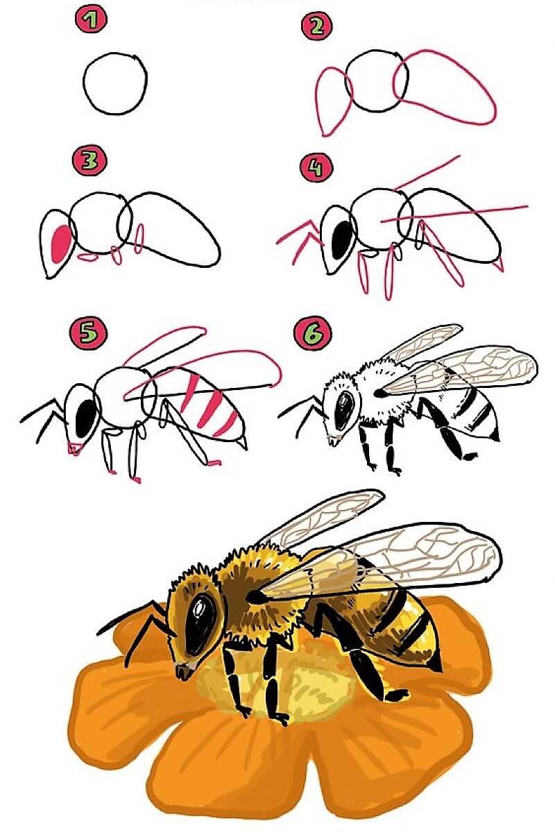 How To Draw Bee Idea 15 Step By Step Drawing Photos